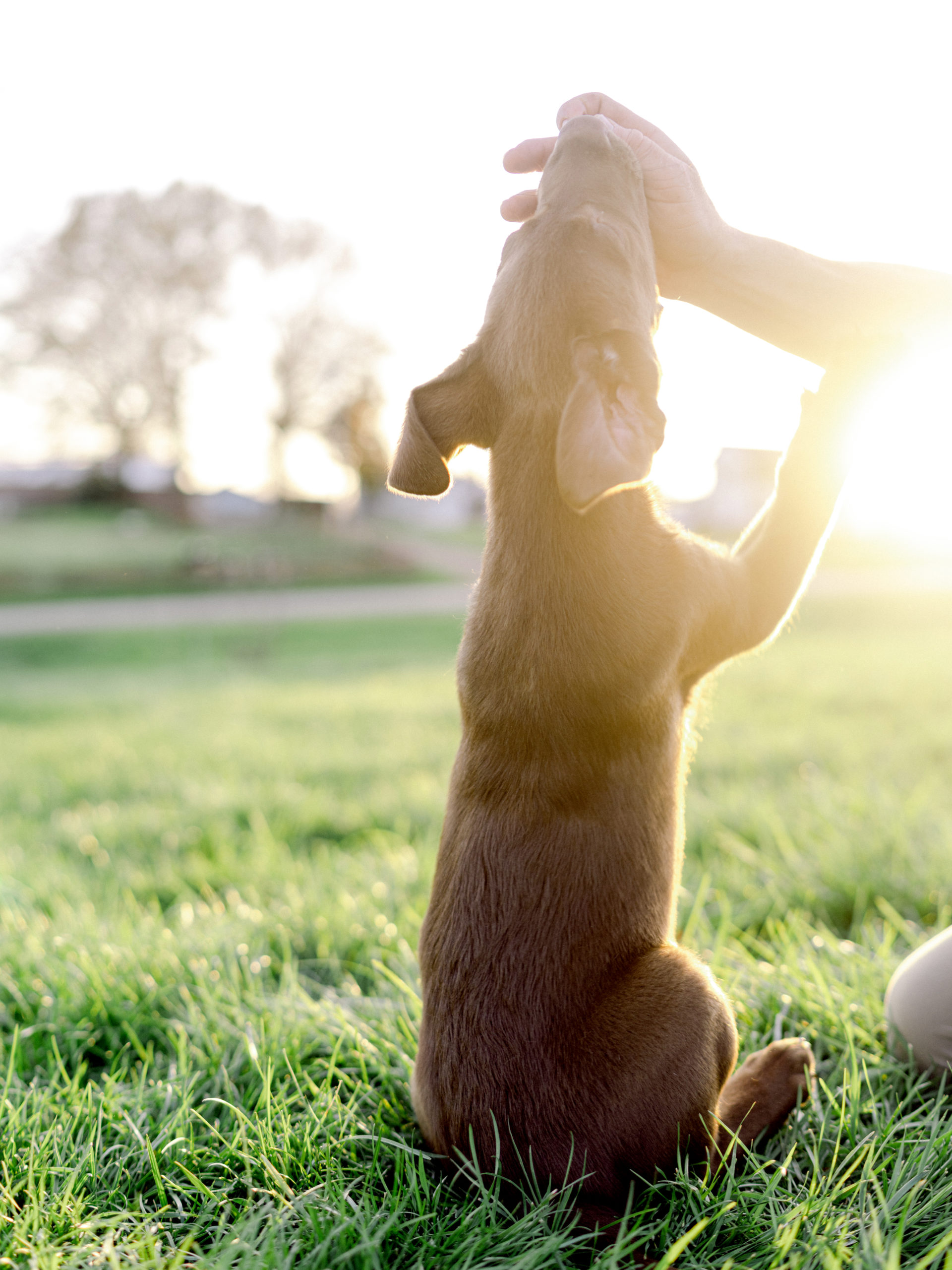 Private Lesson Programs - Payne K9